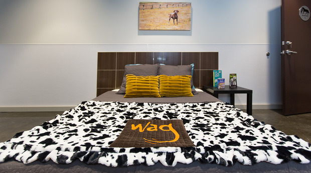 Paradigm InfoStream: BUSINESS - Ultra Luxury Pet Hotels Thriving