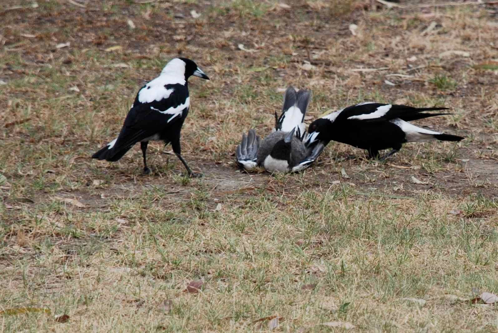 My dog : Australian magpie plays with a canine friend