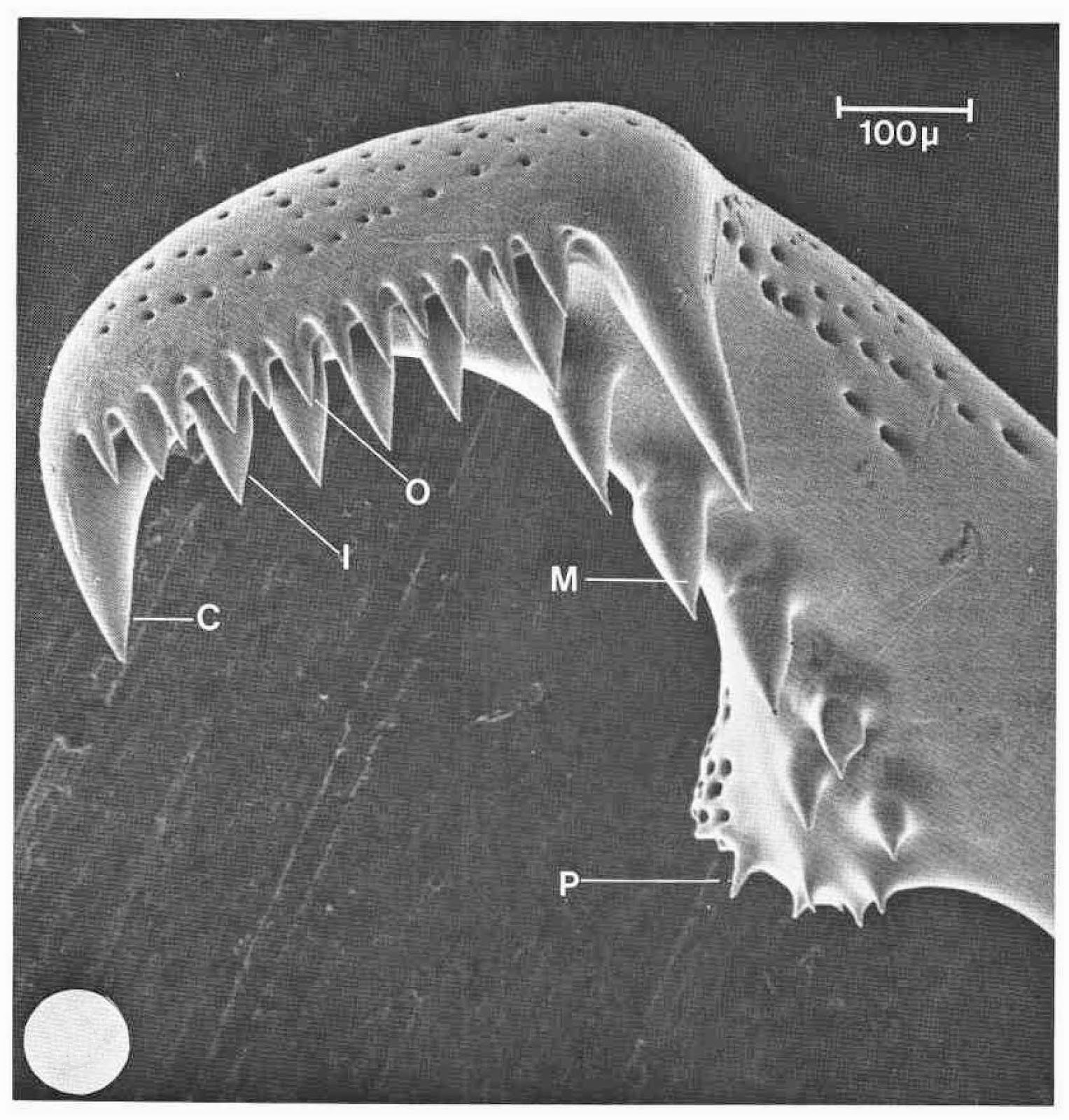 Pedicellariae Sea Star