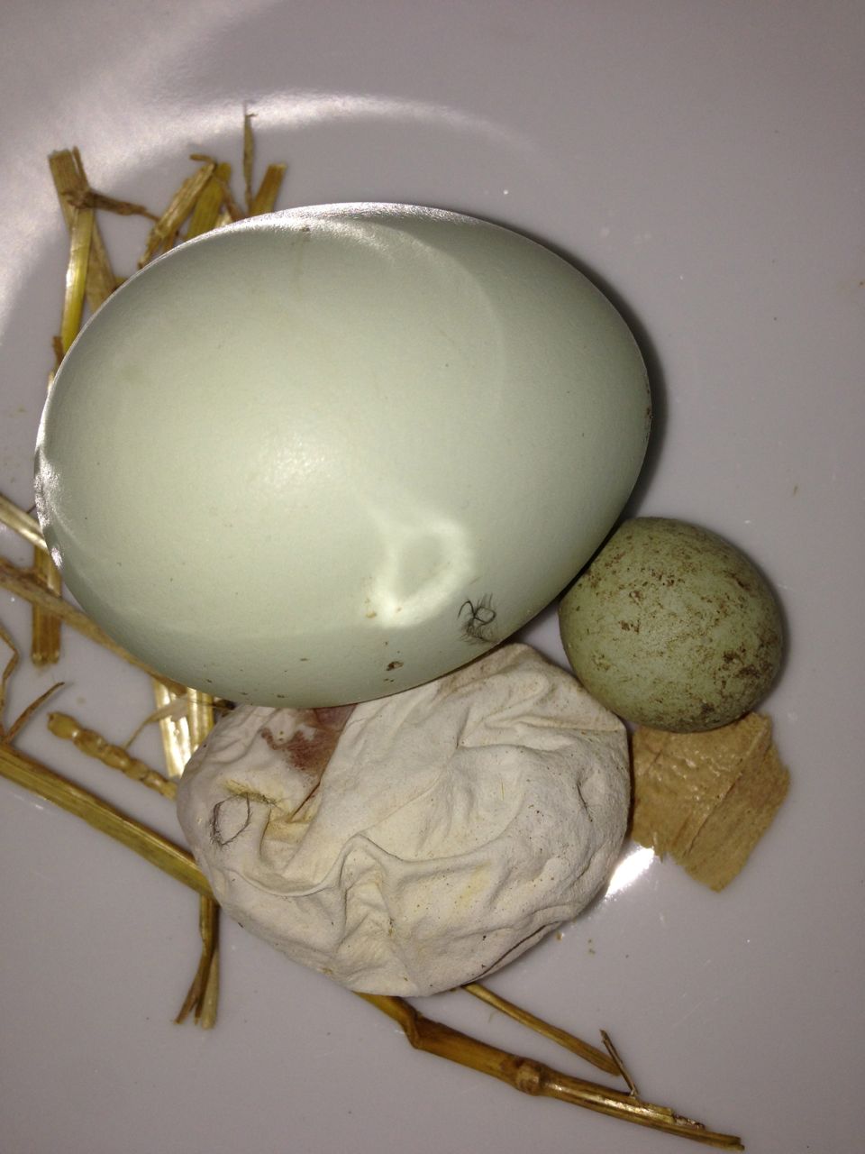 Life at Busy Solitude Farm: Soft-shell egg