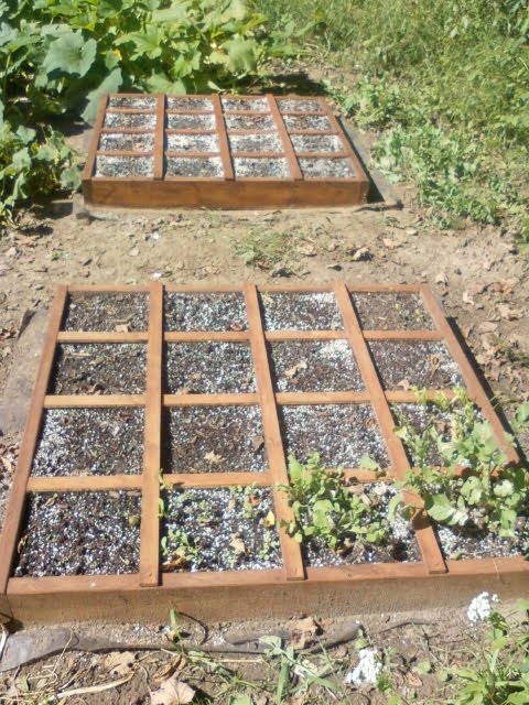 Square Foot Gardening Continuous Crop Companion Planting