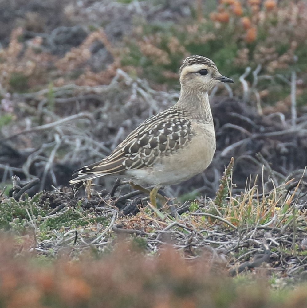 We Bird North Wales: Dotterel on The Range, South Stack (The four bird ...