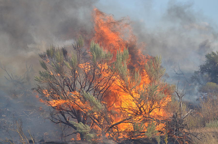 Columbia Basin Pygmy Rabbit