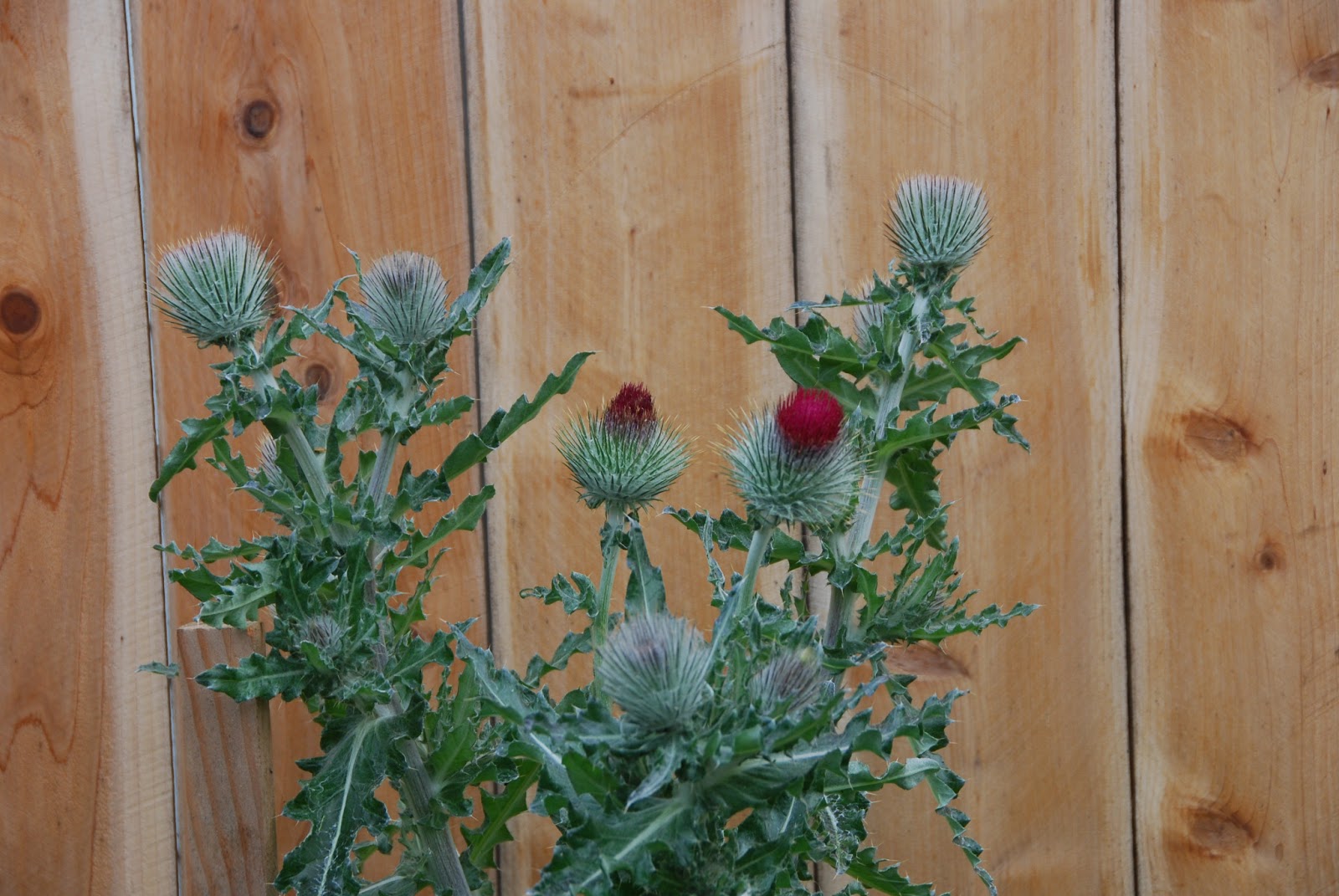 A California Native Plant Garden in San Diego County: Perennial Herbs