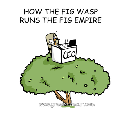 Green Humour: How the Fig Wasp runs the Fig Empire