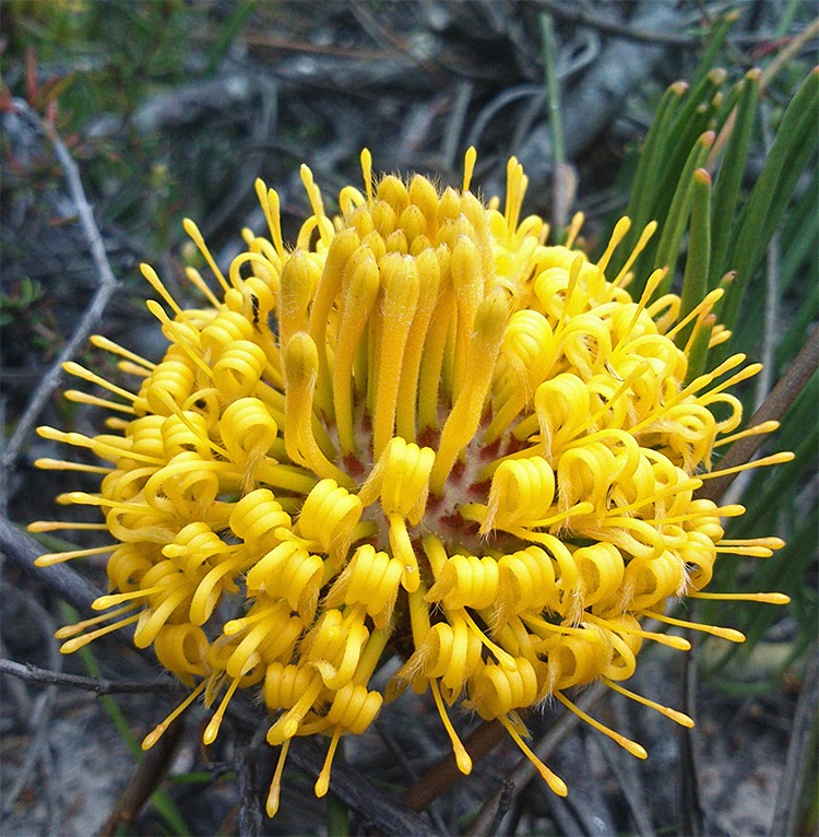 Remote Camera Trap - South Africa: Yellow Sungazers
