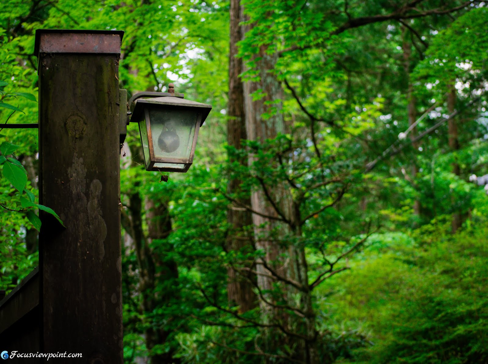 Lamp post lighting the forest path | Focus Viewpoint