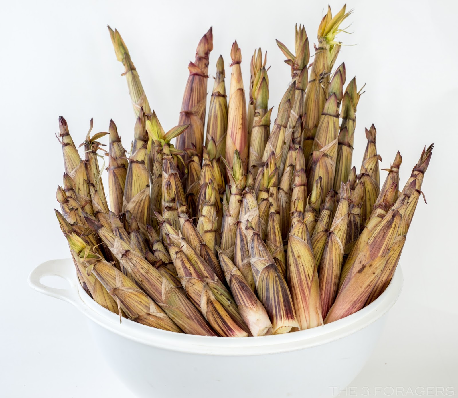 The 3 Foragers: Foraging for Wild, Natural, Organic Food: Bamboo Recipe ...