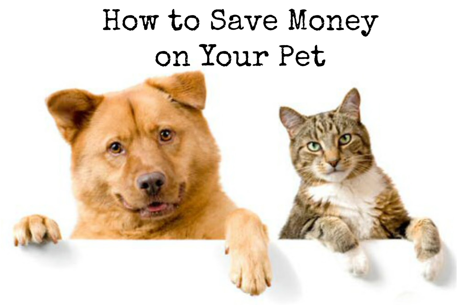 Aseel's Corner: How to save money on your pet?
