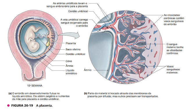 A placenta