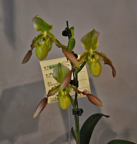 PaphYeo: TIOS 2014 - multiflorals