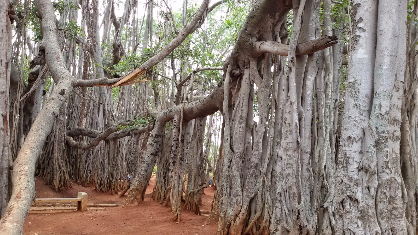 Yatra Tatra Sarvatra .......Trips of Alok: The Big Banyan Tree