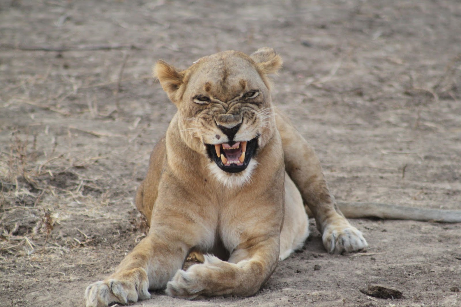 Our Beautiful World: Animal Expressions