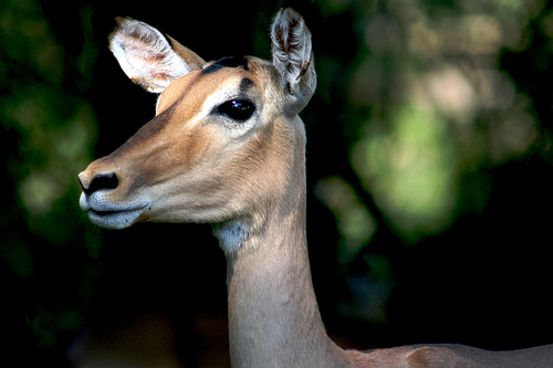 Dóér in die bosveld - fabels vir Afrika: Die impala in die beeste se stal