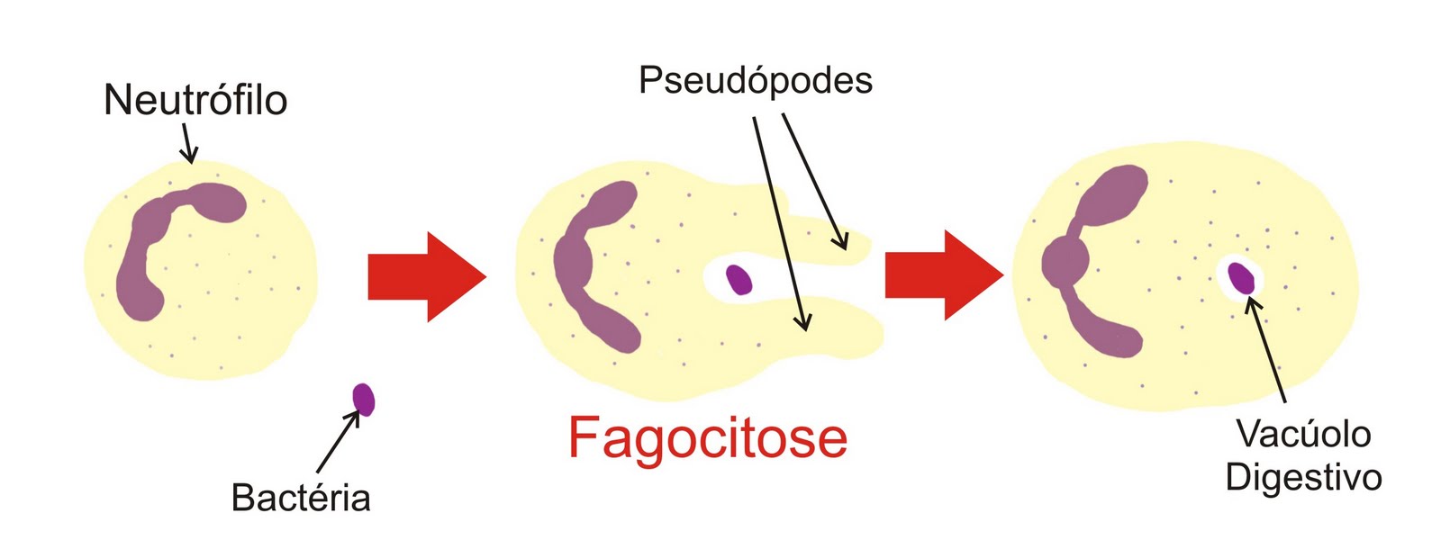 Professor Thiago Rennó: CITOLOGIA (004) - FAGOCITOSE E PINOCITOSE