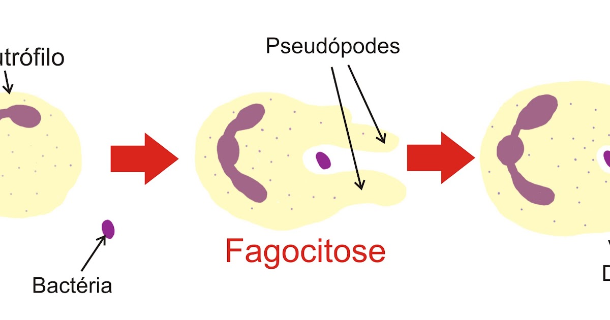 Professor Thiago Rennó: CITOLOGIA (004) - FAGOCITOSE E PINOCITOSE