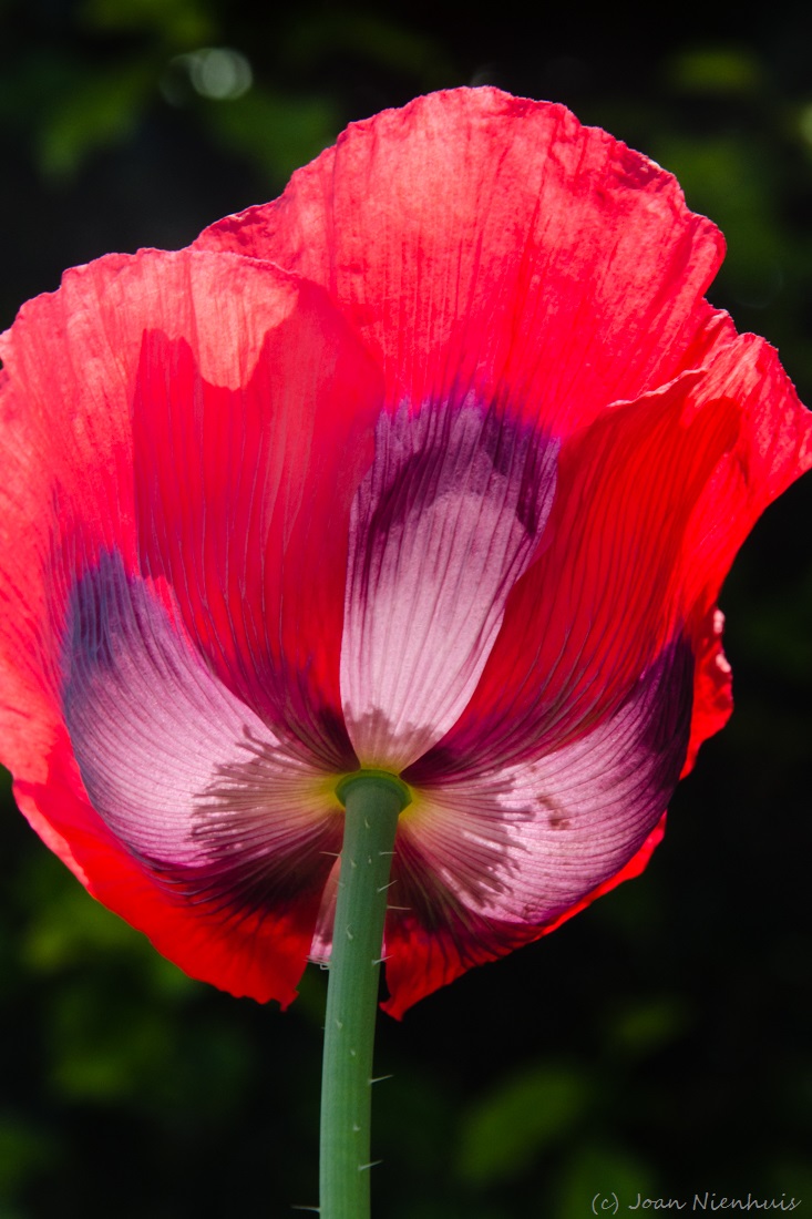 Pacific Northwest Photography: A Poppy and Light