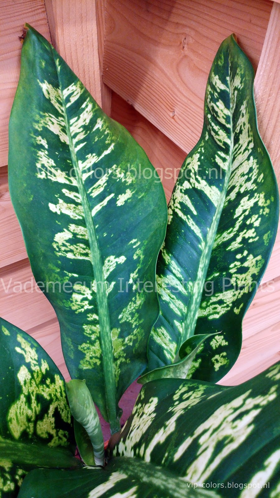 Vademecum Interesting Plants: Dieffenbachia - Difenbachia