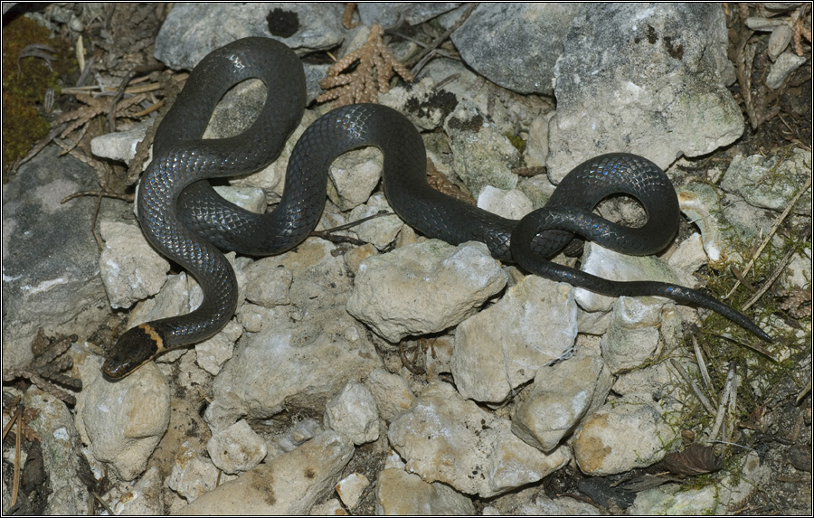 Explorations of an Ecologist: The snakes of Ontario - part 4