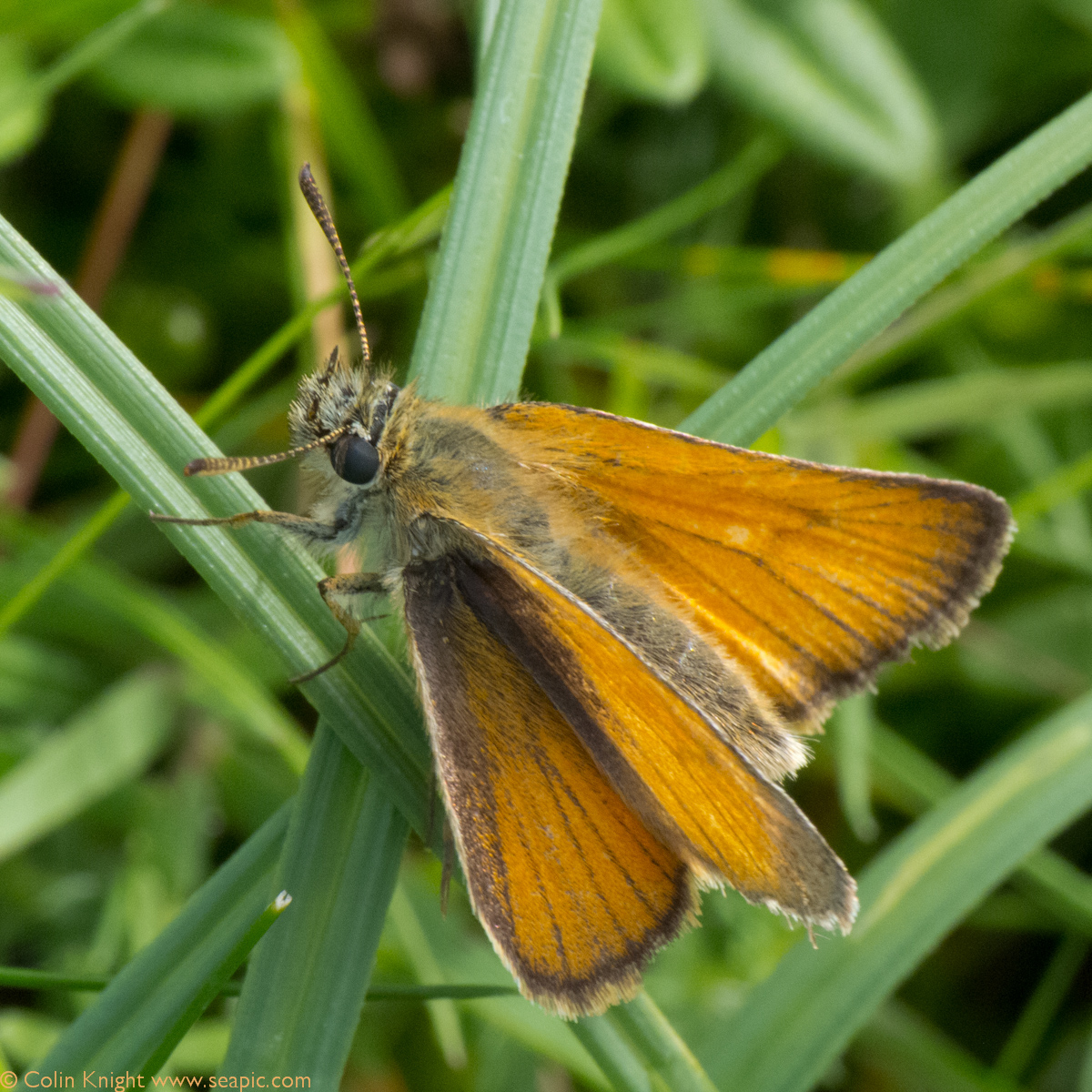 Postcards from Sussex: Silver-spotted Skippers at Chantry Hill