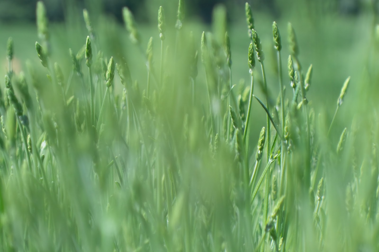 Saint Remy de Provence and Around: May in Provence