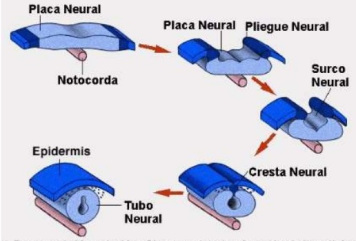 El MUNDO DEL CEREBRO : EMBRIOLOGIA DEL SISTEMA NERVIOSO