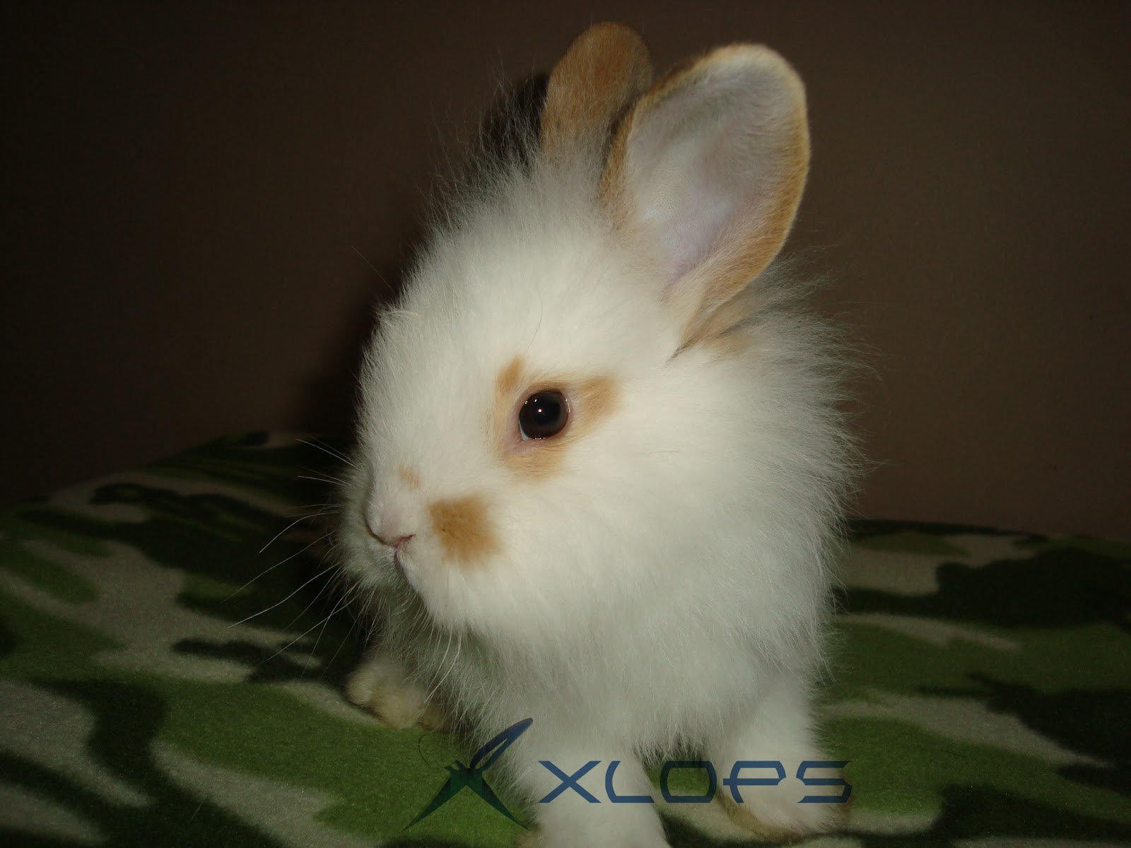 Mini Coelhos Mini Lops: Filhotes Indisponivéis: Lion Heads