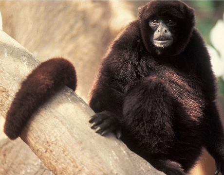 Endangered Primate Species: Yellow Tailed Woolly Monkey