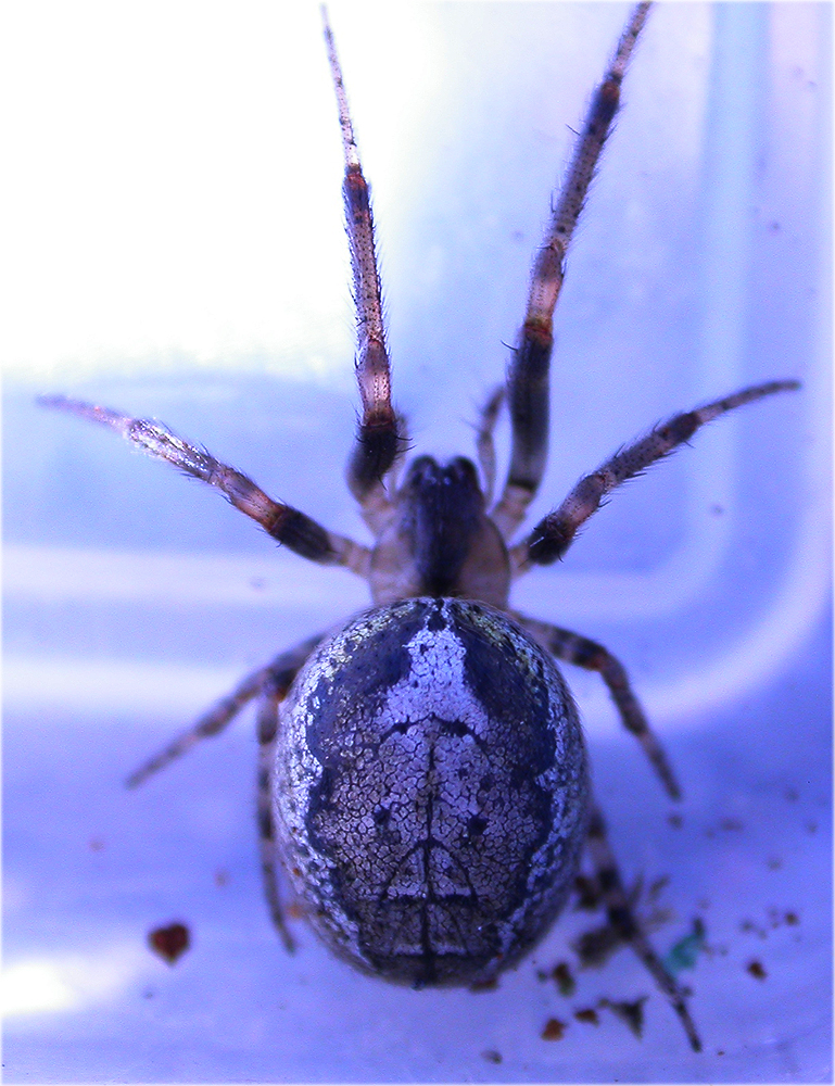 Arachnerds: Missing Sector Orb Web Spiders - Zygiella sp.
