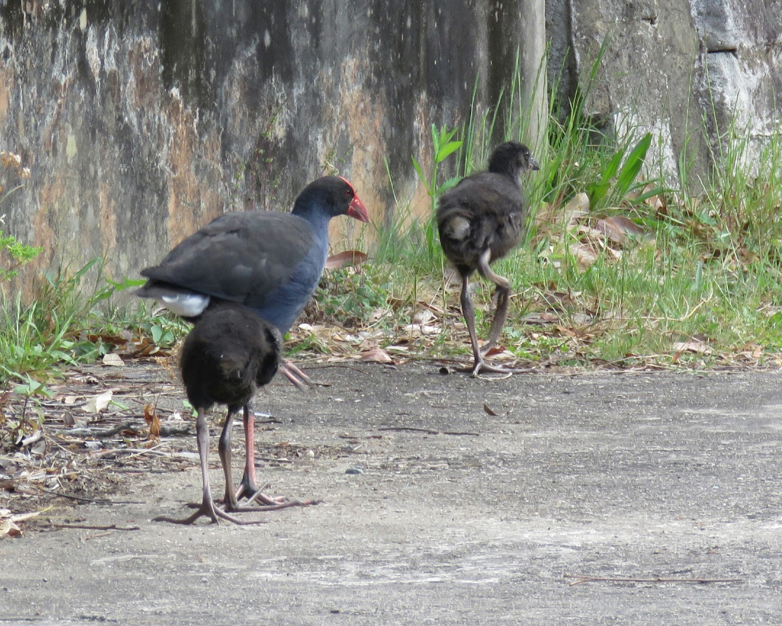 Bird & Travel Photos, Birding Sites, Bird Information: ADULT ...