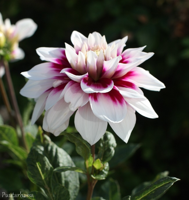 Puutarhassa: Mysteeri Daalia