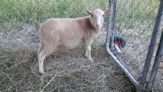 FarmGirl's Homestead Sheep: Finnsheep and Gulf Coast Natives