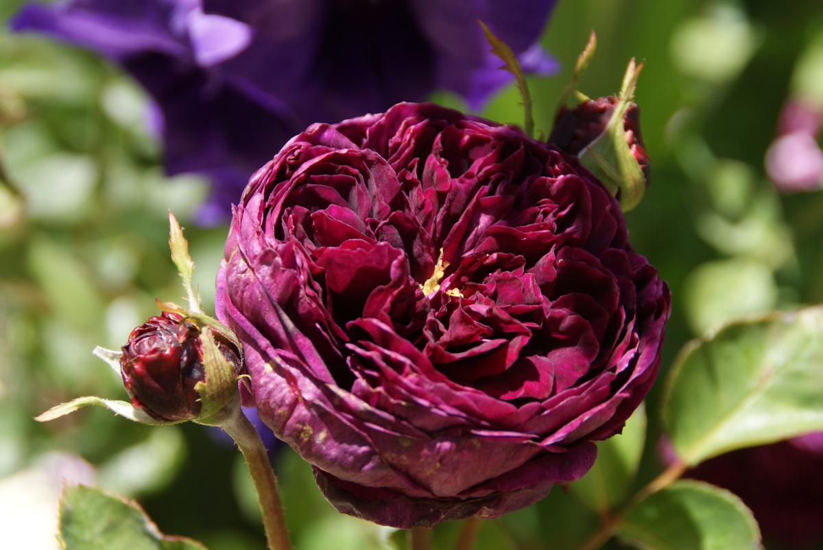 Organic Garden Dreams: May Roses