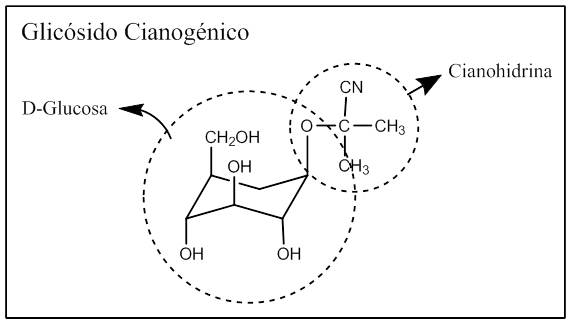 GLUCOSIDOS CIANOGENICOS: GLUCOSIDOS CIANOGENICOS