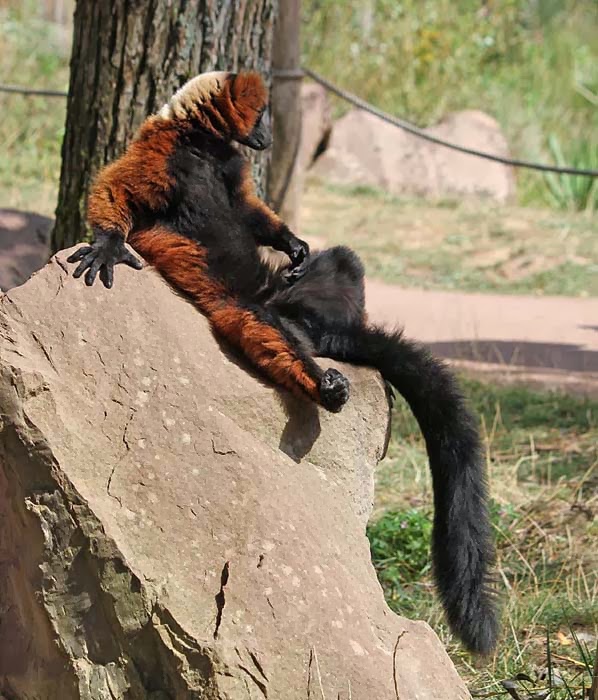 Vu par MamLéa: Maki Vari roux