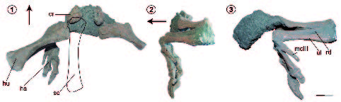 Waxing Paleontological: Chilesaurus and Avian Arm Folding