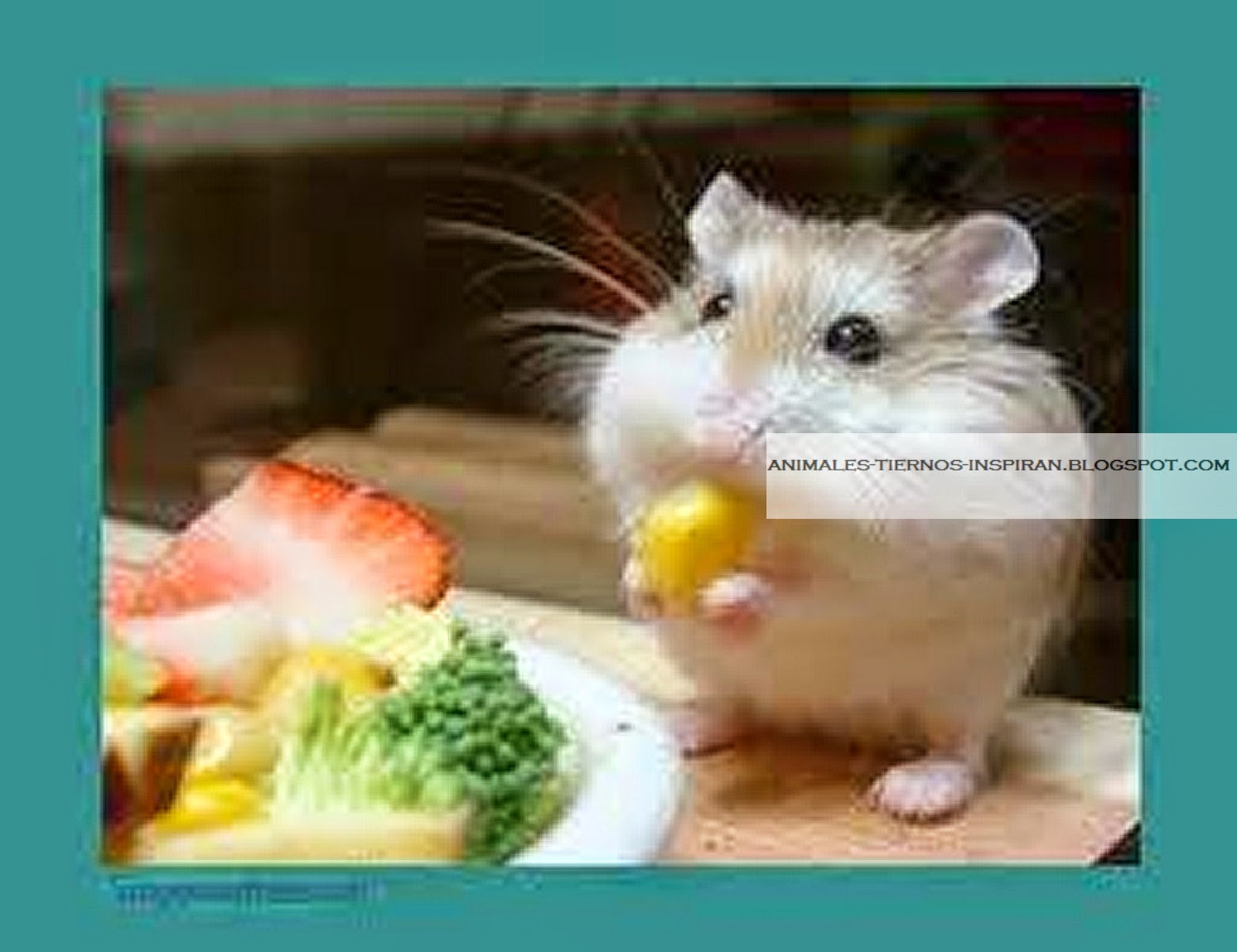 Animales Tiernos Inspiran: imágenes de animales bebes pequeños