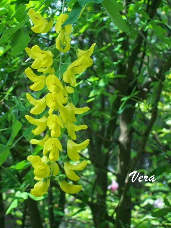 VERA:gondolataim /kézimunkáról és egyebekről/: Sárga... akkor most ...