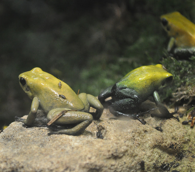ZOOTOGRAFIANDO (6.096 ANIMALS): RANA FLECHA DORADA / GOLDEN POISON FROG ...