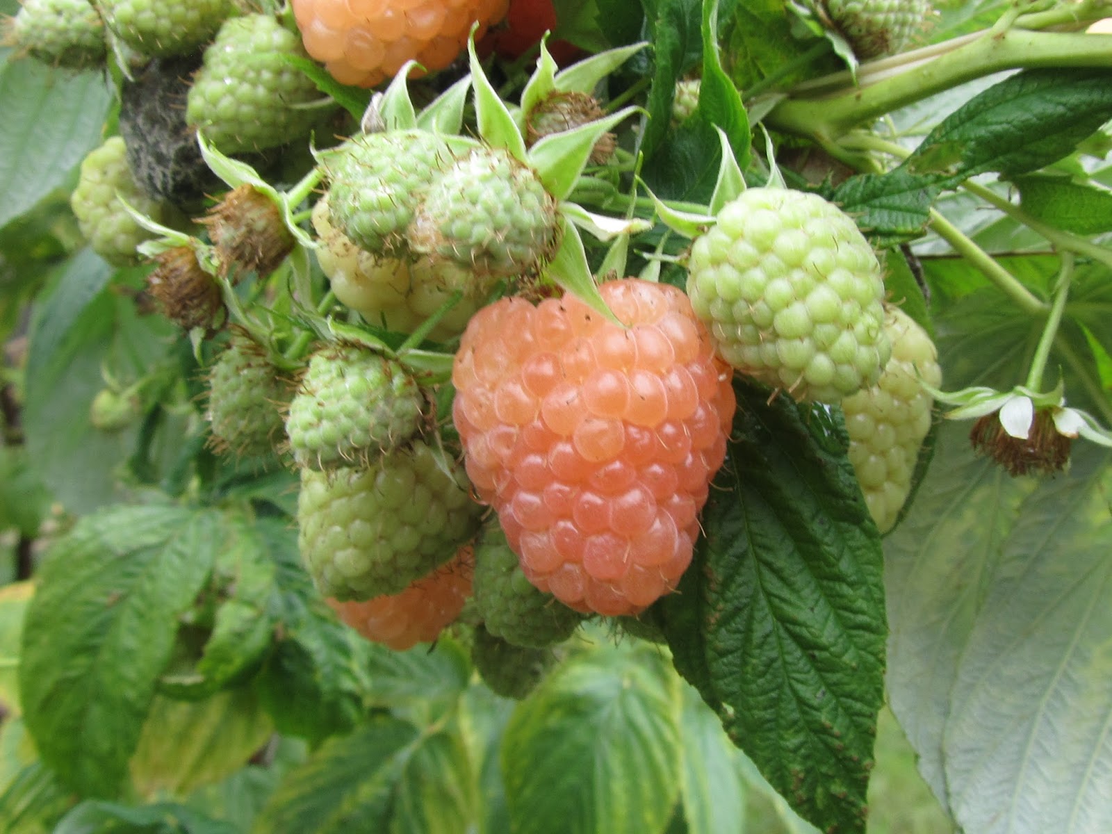 Dove Piantare i Lamponi (Rubus idaeus)? Come Si Coltivano? | Il Gusto ...