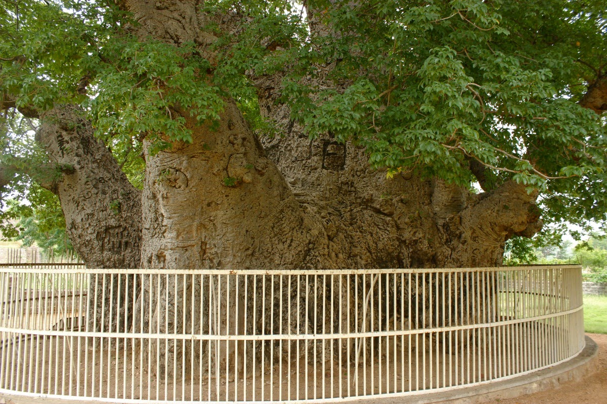 Journeys across Karnataka: Baobab tree of Golconda