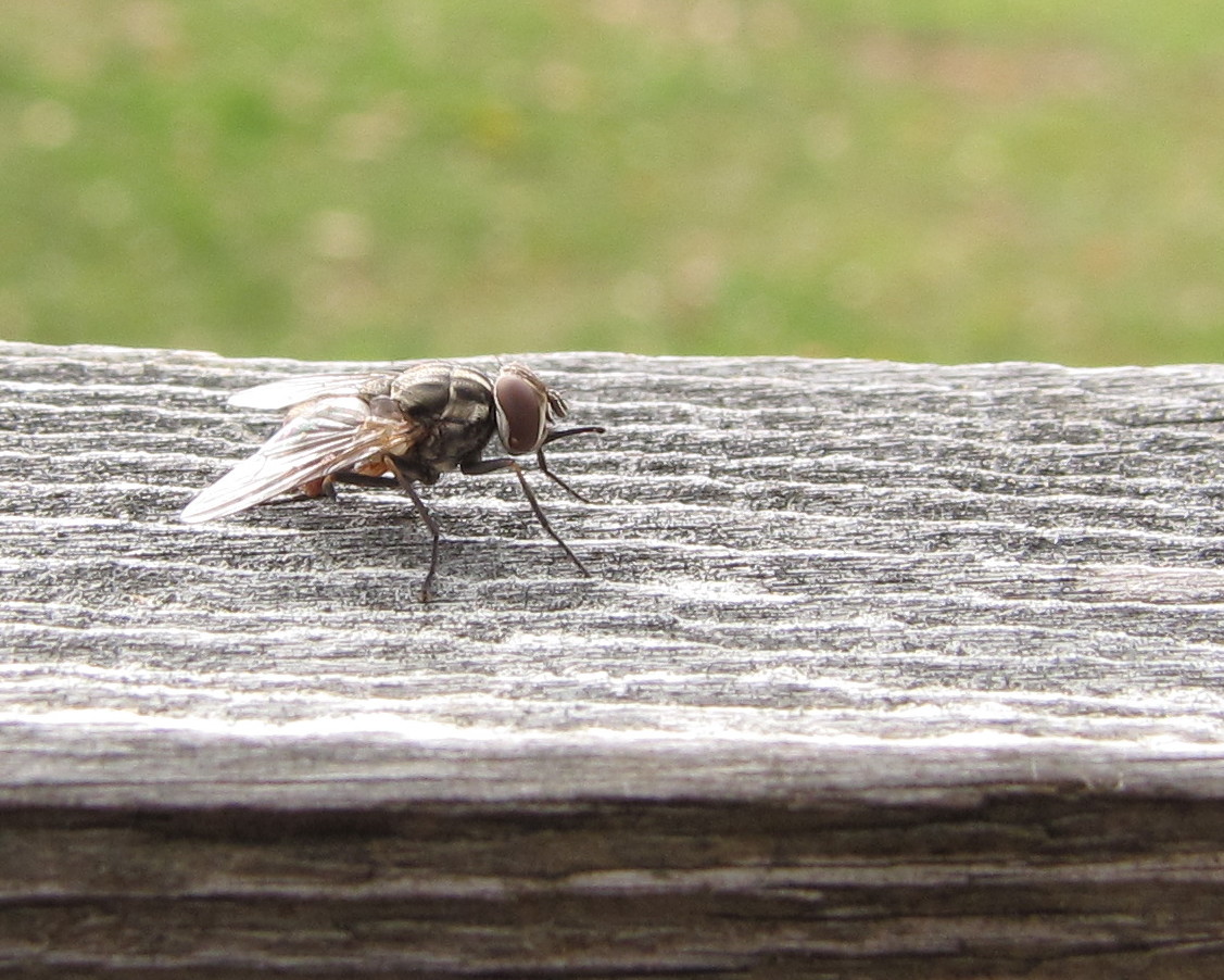 Bug Eric: The Stable Fly