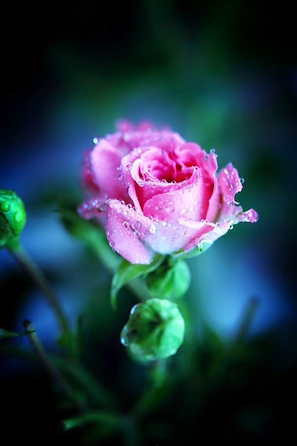 Pretty rose ~ Stunning nature