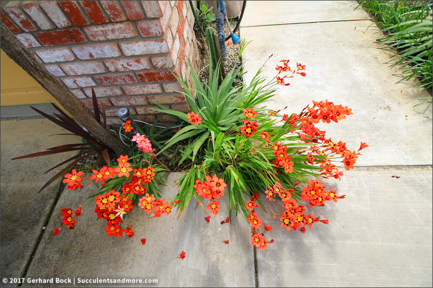 Sparaxis explosion in Marta's succulent garden
