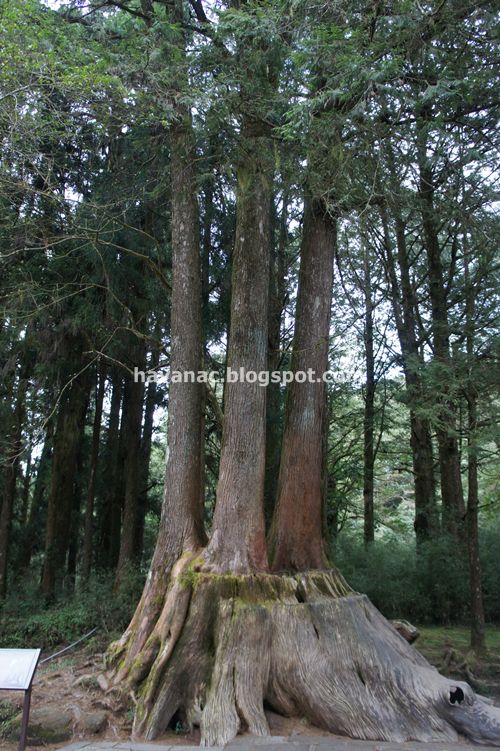 Havana QQ Travel Blog: Alishan