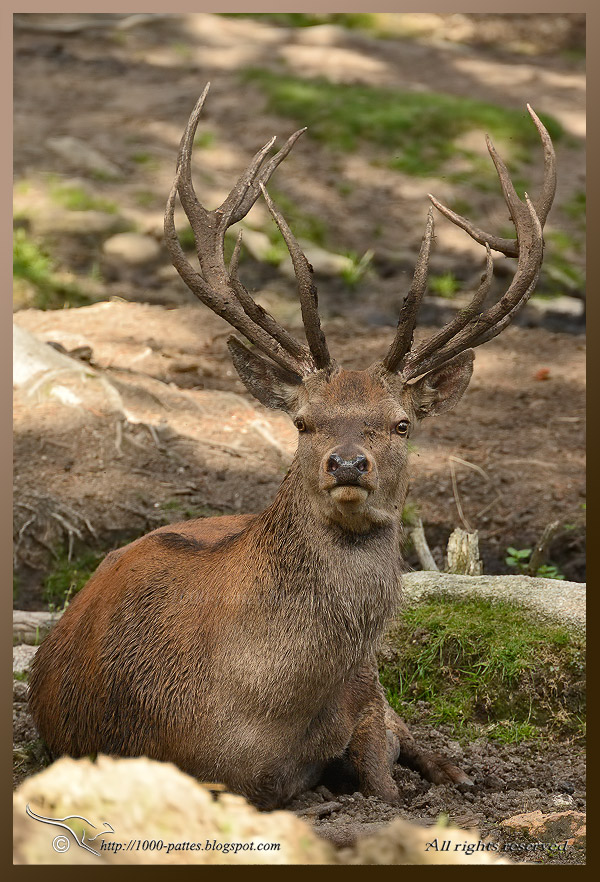 WILDLIFE GATEWAY: Cerf elaphe des Pyrénées
