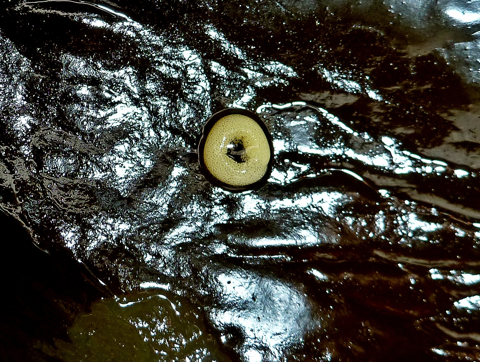 Buzz's Marine Life of Puget Sound: Jun 26, 2013