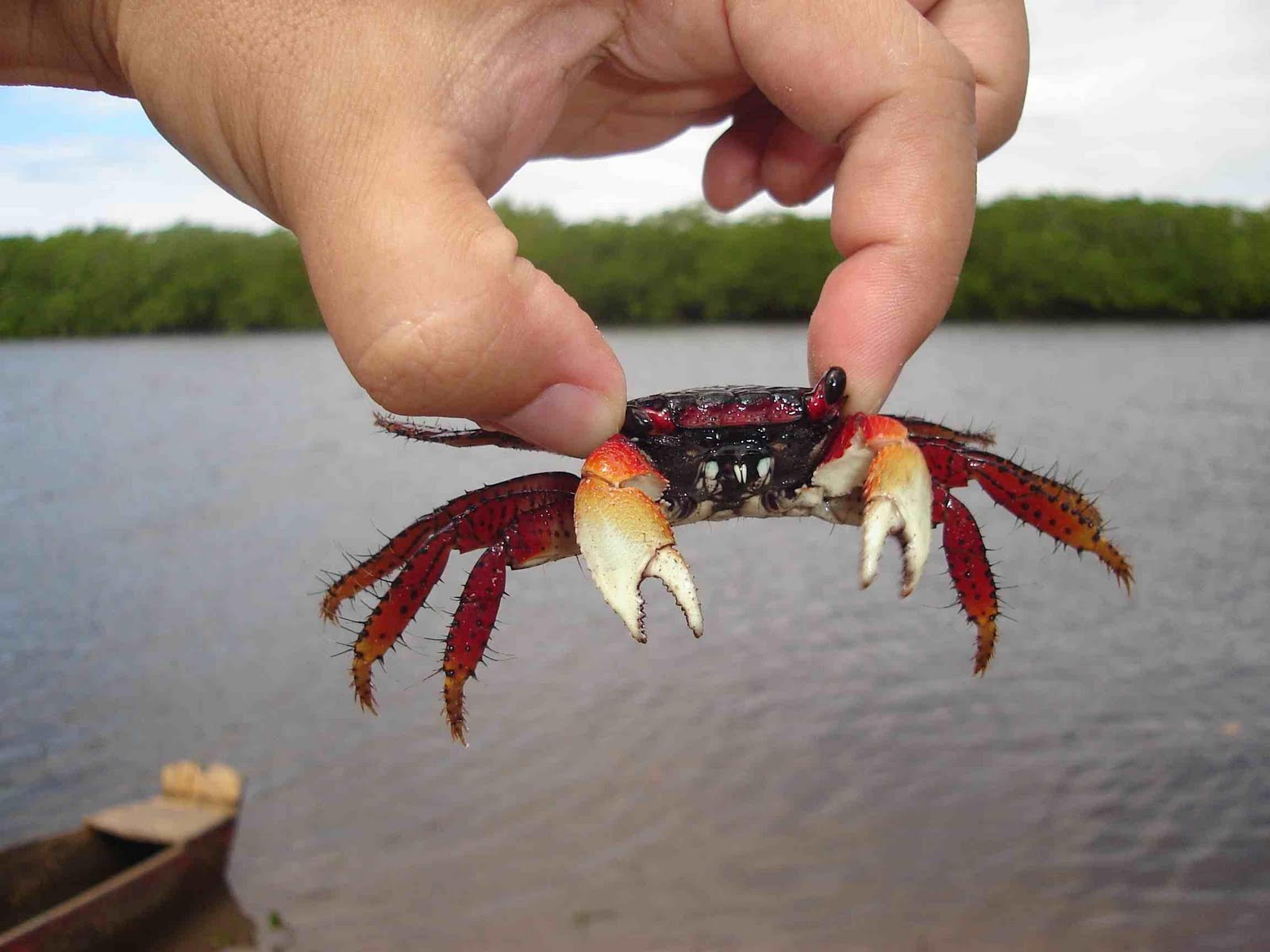 The Human Project: Projeto Aratu