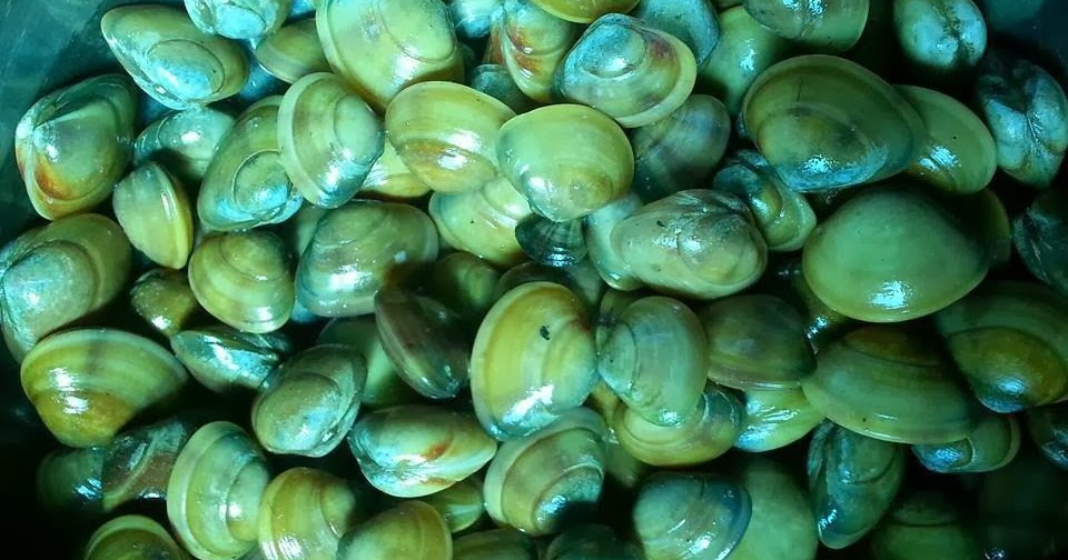 Saif in Sight: Kakka , Chippi , Erunthu - from Chaliyar river ...