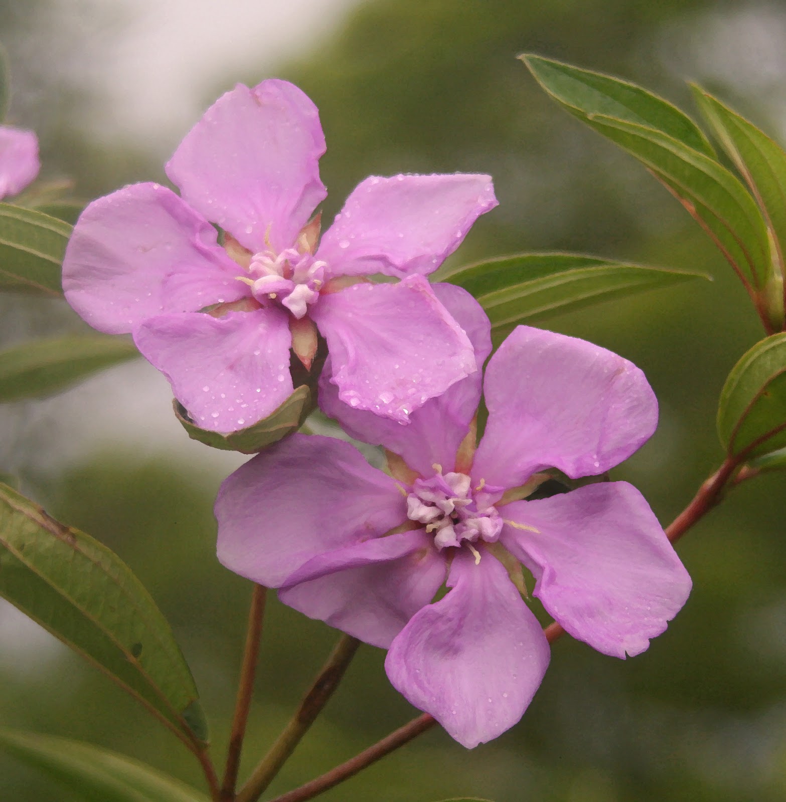 Windflower Farm Weekly: THE SOLAR ECLIPSE, CAIRNS ZOO, AND OCEAN GOING ...